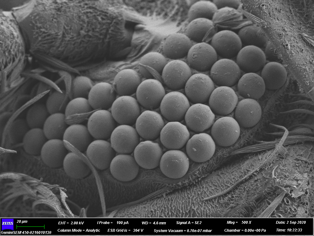 Scanning Electron Microscope – Electron Microscope Center