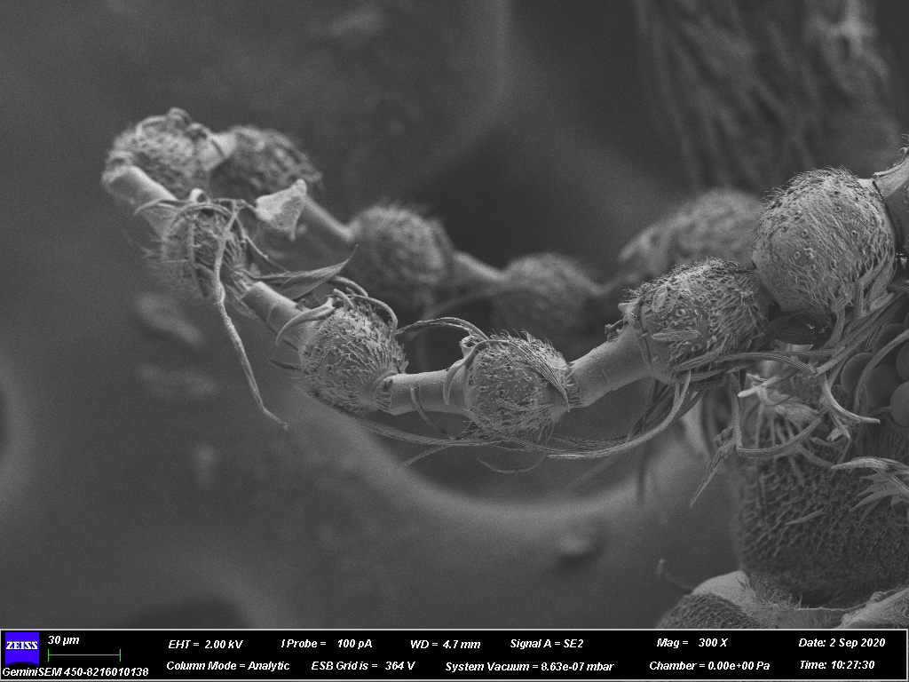 Scanning Electron Microscope – Electron Microscope Center
